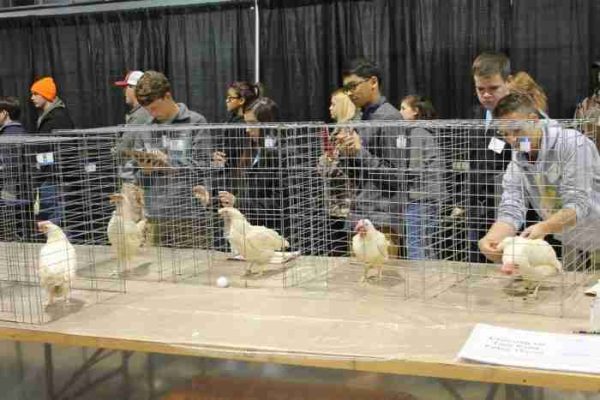 Exhibit Judging - Vernon County Fair