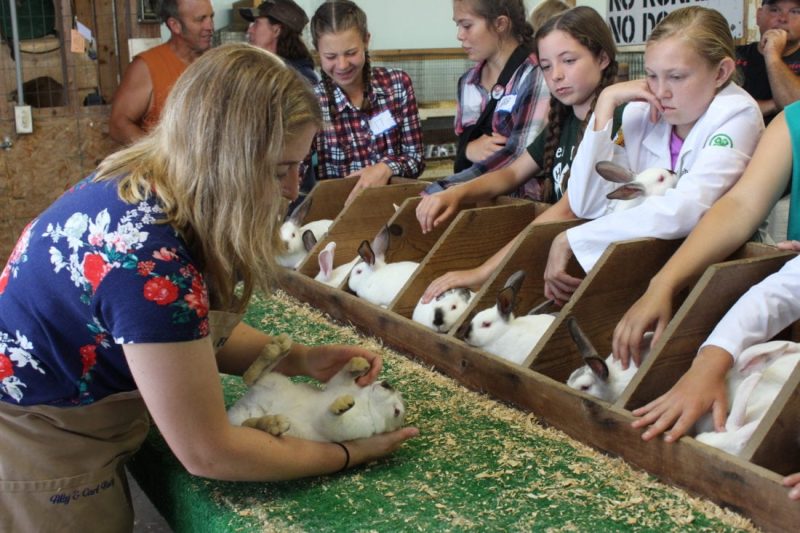 Exhibit Judging - Vernon County Fair